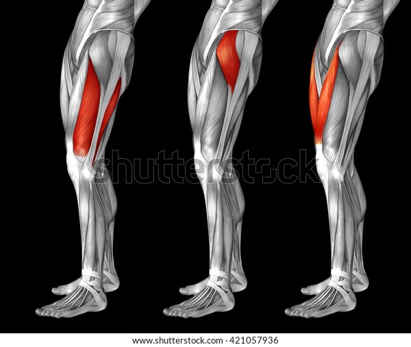 Concept 3d Human Upper Leg Anatomy Stock Illustration 421057936 ...