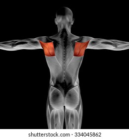 Concept Conceptual 3d Back Human Anatomy Stock Illustration 334045862 ...