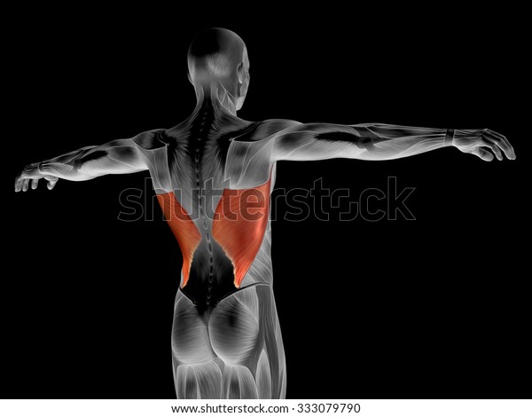 Concept Conceptual 3d Back Human Anatomy Stock Illustration 333079790