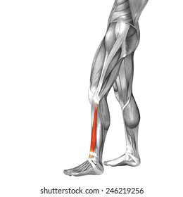 Concept Conceptual 3d Extensor Digitorum Longus Stock Illustration ...