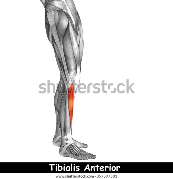 Concept or conceptual 3D human lower leg anatomy or anatomical and ...