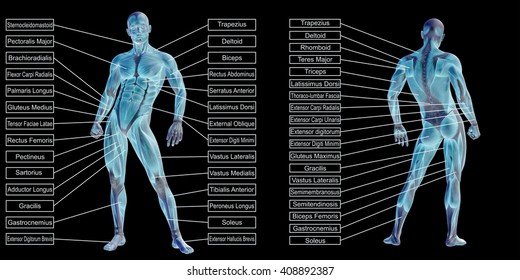 6,431 Skinless Human Body Images, Stock Photos & Vectors | Shutterstock
