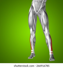 Ilustrasi Stok Conceptual 3d Extensor Digitorum Longus Human 266916785 ...