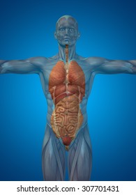 Conceptual 3d Human Man Structure Internal Stock Illustration 307701431 ...