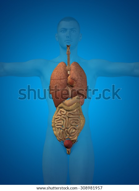 Conceptual 3d Human Man Structure Internal Stock Illustration 308981957 ...
