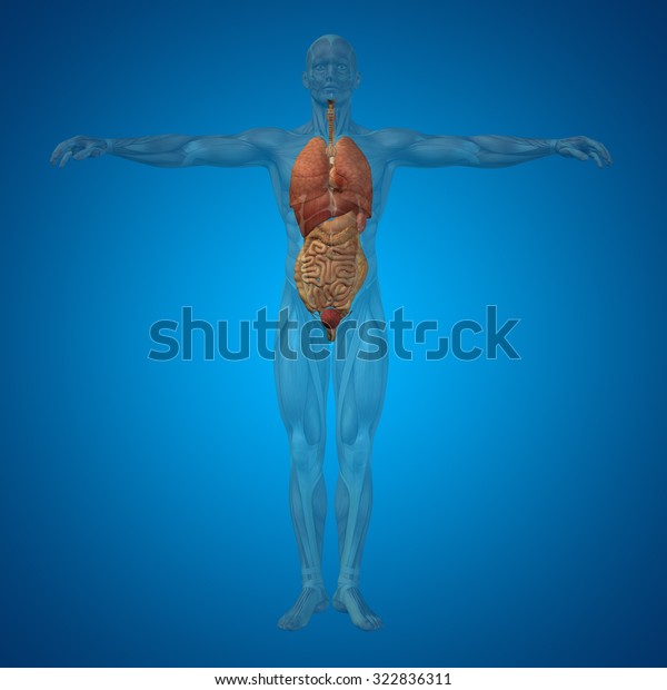 Conceptual 3d Human Man Structure Internal Stock Illustration 322836311 ...