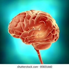 3d Brain Rendering Illustration Front View Stock Illustration 1028815387