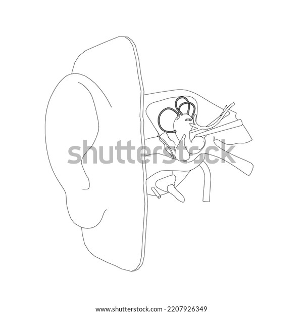 Contour Human Ear Internal Structure Organ Stock Illustration ...