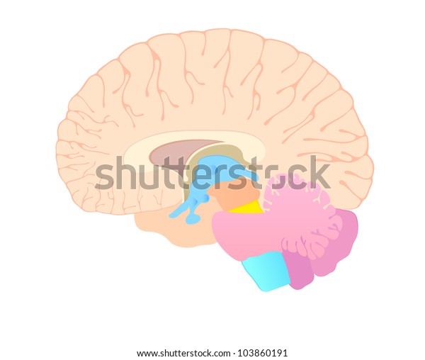 Convolutions Brain Section Stock Illustration 103860191 | Shutterstock