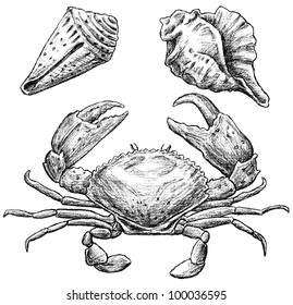 Vector Vintage Crab Drawing Hand Drawn Stock Vector (Royalty Free ...