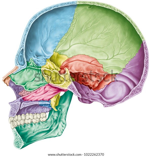 Cranial cavity. The bones of the cranium, the bones of the head, skull ...