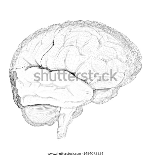 Creative Concept Human Brain Pencil Drawing Stock Illustration ...
