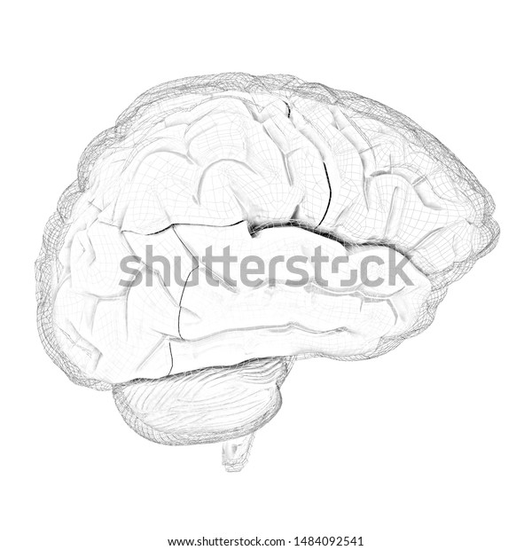 Creative Concept Human Brain Pencil Drawing Stock Illustration ...