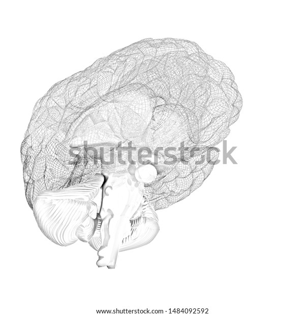 Creative Concept Human Brain Pencil Drawing Stock Illustration ...