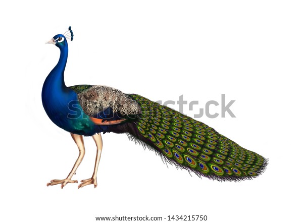 Creative Representation Standing Side View Peacock Stock Illustration ...