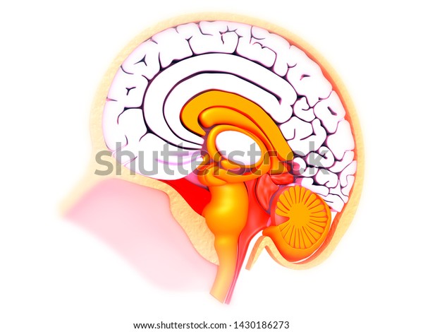 Cross Section Human Brain On Medical Stock Illustration 1430186273 ...
