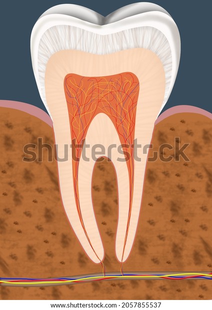 Cross Section Human Molar Tooth Showing Stock Illustration 2057855537 ...