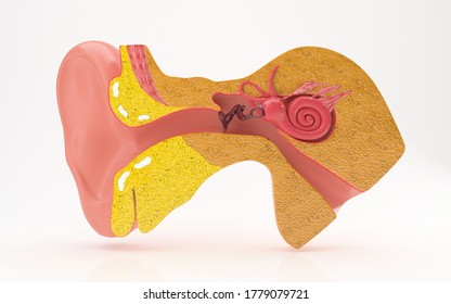 Human Ear Cross Section Anatomy 3d Stock Illustration 2103711431