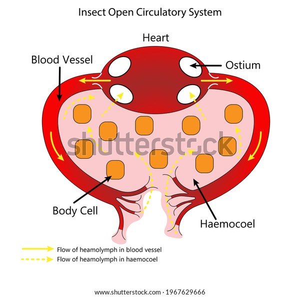 Cross Section Insect Open Circulatory System Stock Illustration 1967629666