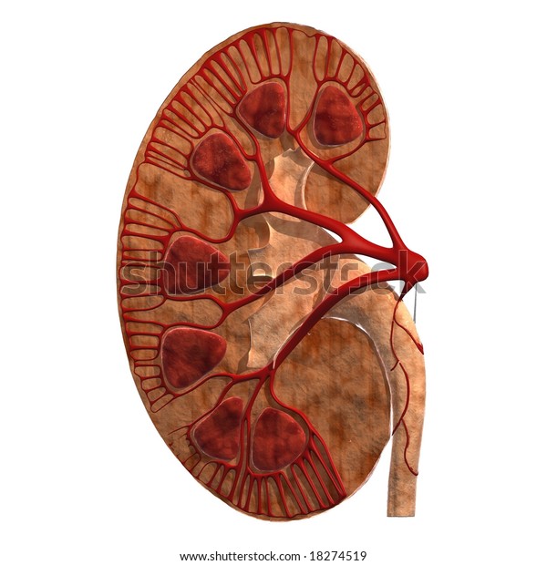 Cross Section Kidney Rendered High Definition Stock Illustration ...