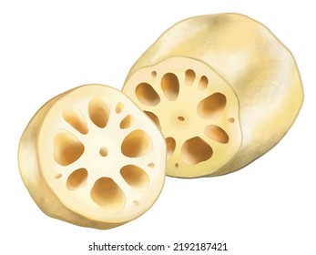 Cross Section Lotus Root Stock Illustration 2192187421 | Shutterstock