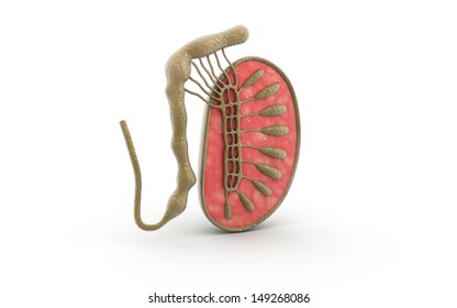 204 Testicle cross section Images, Stock Photos & Vectors | Shutterstock