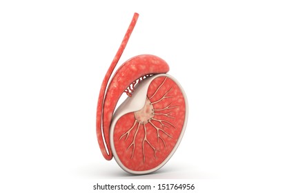 204 Testicle cross section Images, Stock Photos & Vectors | Shutterstock