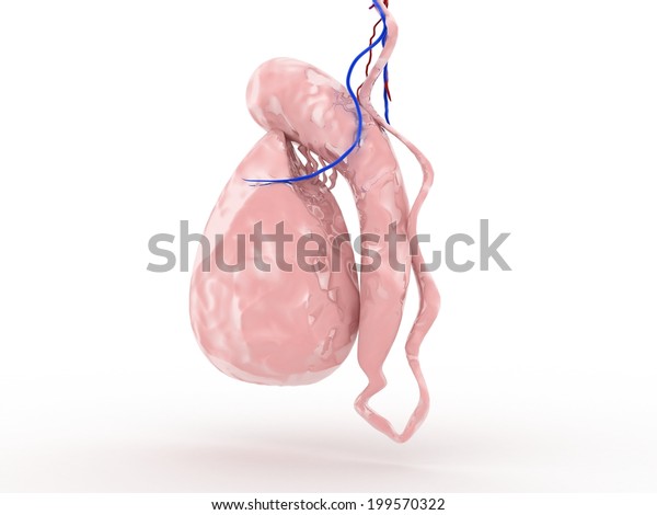 Cross Section Testicle Isolated On White 스톡 일러스트 199570322 Shutterstock