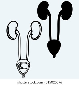 Cross Section Urinary Bladder Kidney Urinary Stock Illustration ...