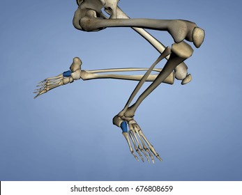 Cuboid Bone 3d Model 스톡 일러스트 676808659 | Shutterstock