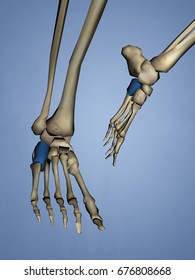 Cuboid Bone 3d Model: стоковая иллюстрация, 676808647 | Shutterstock