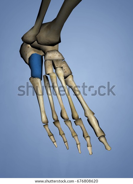 Cuboid Bone 3d Model Stock Illustration 676808620 | Shutterstock