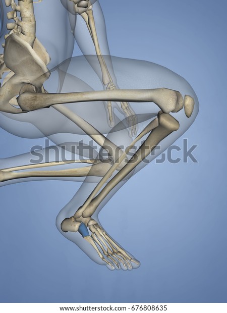 Cuboid Bone 3d Model Stock Illustration 676808635 | Shutterstock