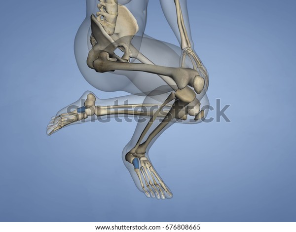 Cuboid Bone 3d Model Stock Illustration 676808665 | Shutterstock