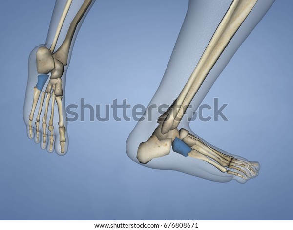 Cuboid Bone 3d Model Stock Illustration 676808671 | Shutterstock