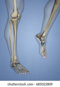 Cuboid Bone 3d Model Stock Illustration 676808629