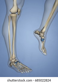 Cuneiform Bones 3d Model Stock Illustration 685022824 | Shutterstock