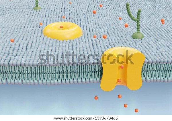 Cutaway View Human Cell Membrane Showing Stock-illustration 1393673465