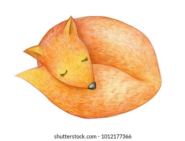 Cute Sleeping Fox Hand Drawing Stock Illustration 1012177366