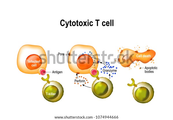 Cytotoxic T Cell Tcell Regulate Immune Stock Illustration 1074944666 ...