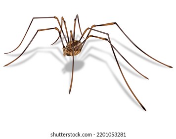 11,417 Long Legs Shadow Images, Stock Photos & Vectors | Shutterstock