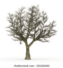 Detached Tree Maple Without Leaves On Stock Vector (Royalty Free) 516543445