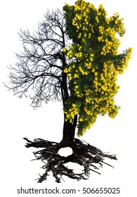 798 Tree Dead One Side Images, Stock Photos & Vectors | Shutterstock
