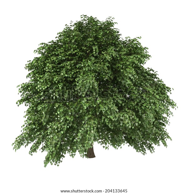 Deciduous Tree Isolated On White Background Stock Illustration ...