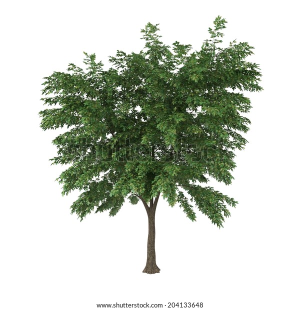 Deciduous Tree Isolated On White Background Stock Illustration ...
