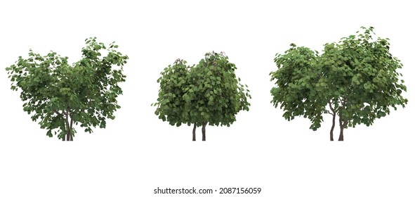 Deciduous Tree On White Background Isolated Stock Illustration ...