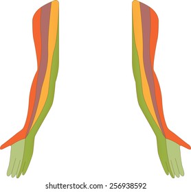 Dermatome Map Upper Limb Poster 库存插图 256938592 | Shutterstock
