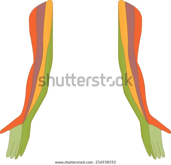 Dermatome Map Upper Limb Poster Stock Illustration 256938592 | Shutterstock