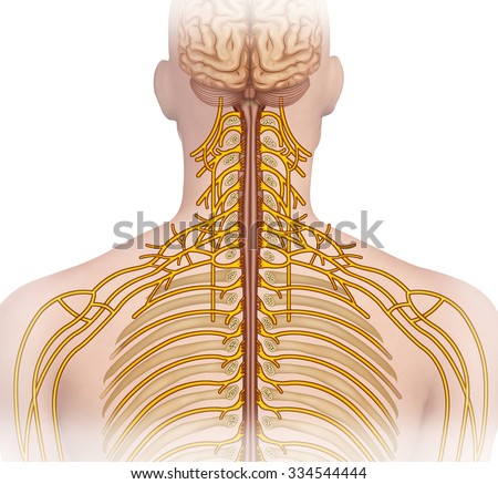Descriptive Illustration Human Cervical Nerve Ramification Stock ...