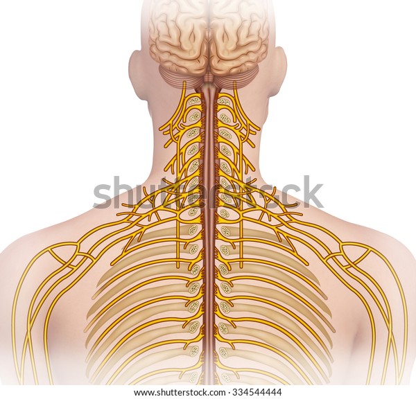 Descriptive Illustration Human Cervical Nerve Ramification 스톡 일러스트 ...